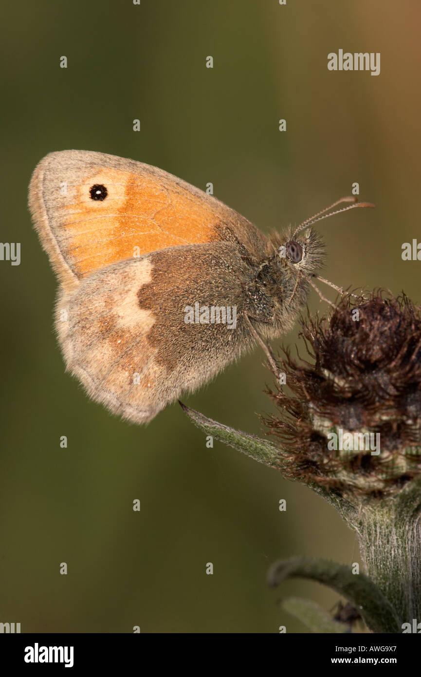 Small Heath Butterfly Stock Photo - Alamy