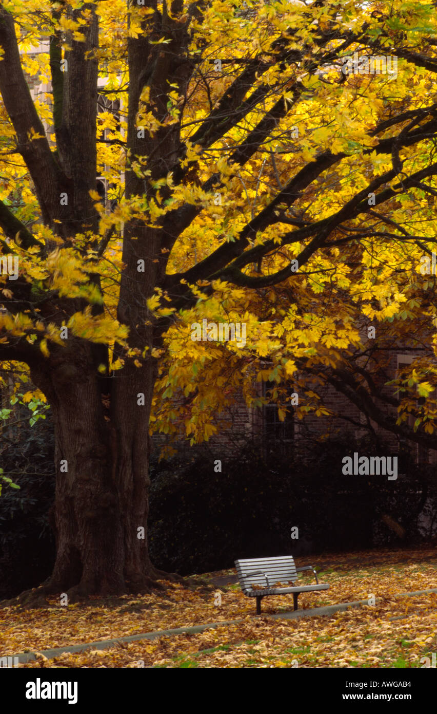 Under maple tree hi-res stock photography and images - Alamy
