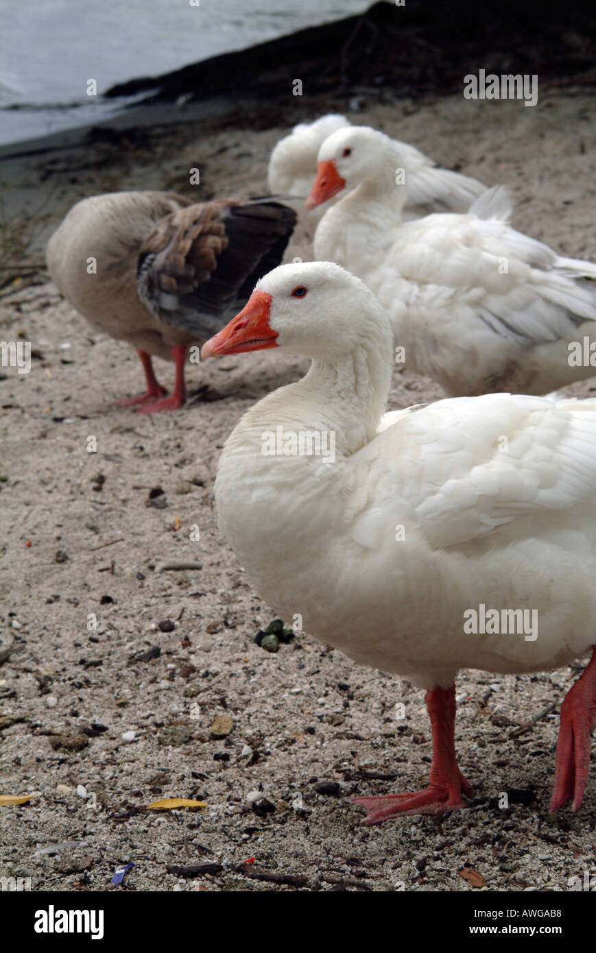 White and grey geese Lake Taupo New Zealand Stock Photo - Alamy