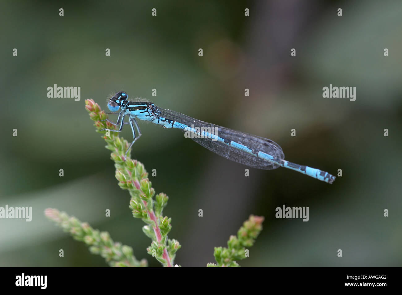 Southern damselfly new forest hi-res stock photography and images - Alamy