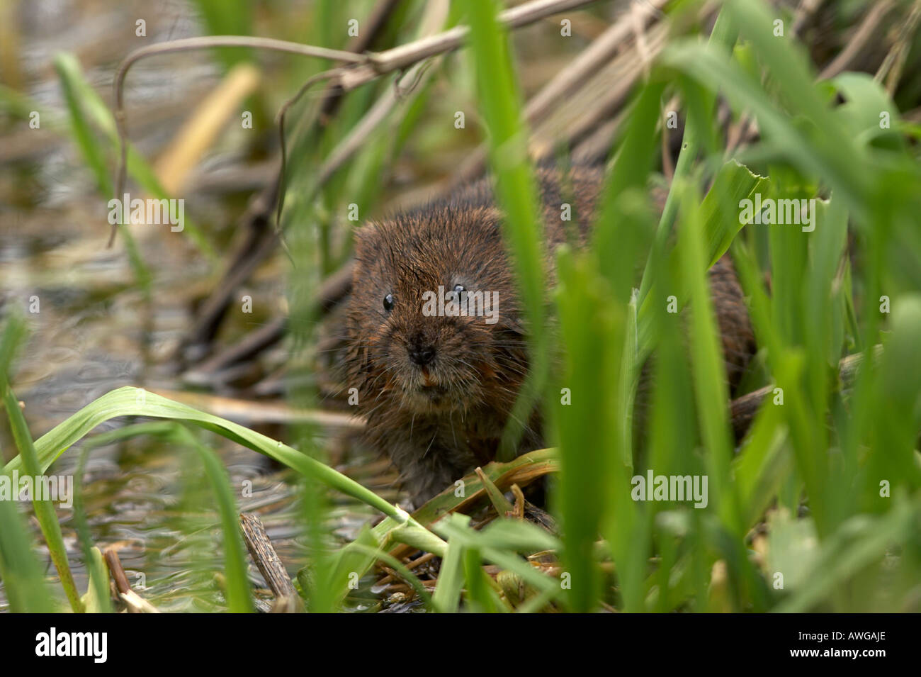 A Water Vole in river side vegetation Stock Photo - Alamy