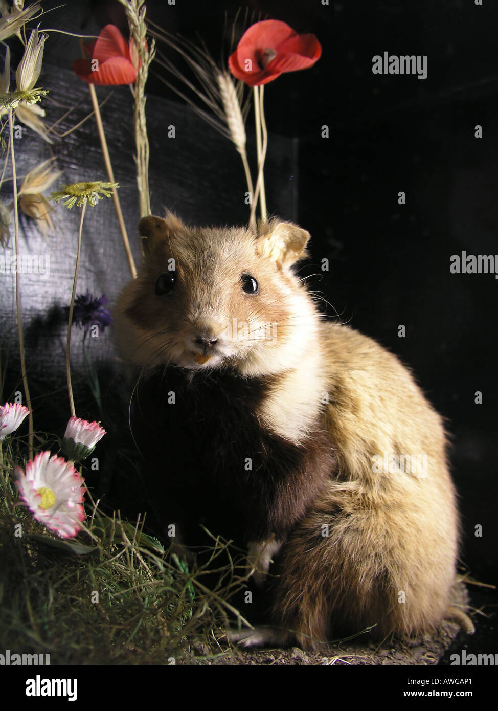 Hamster - having dinner Stock Photo - Alamy