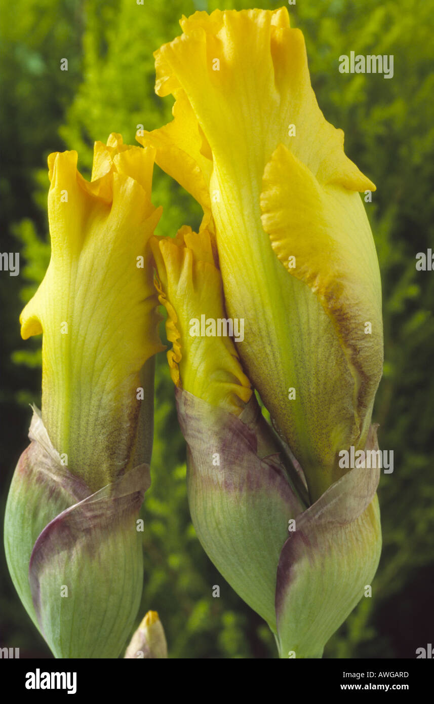 Radiant blooms hi-res stock photography and images - Alamy