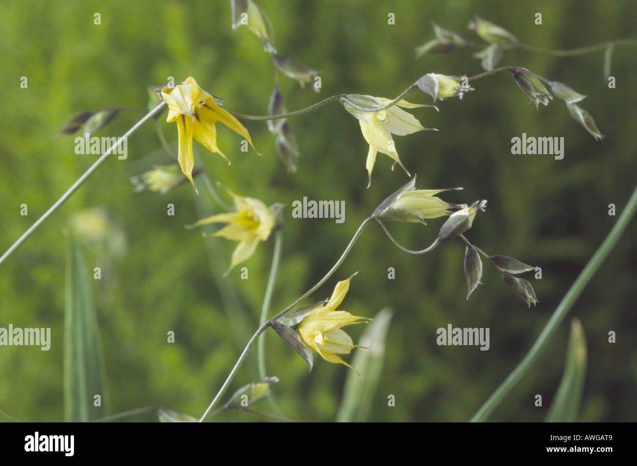 Yellow flowers on stalks hi-res stock photography and images - Alamy