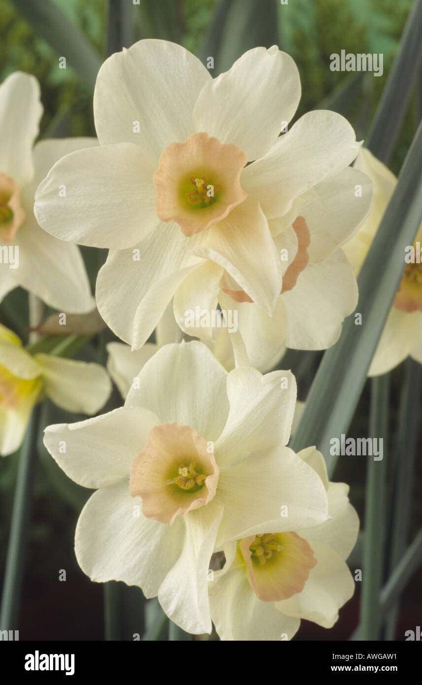 Bell song flowers hi-res stock photography and images - Alamy