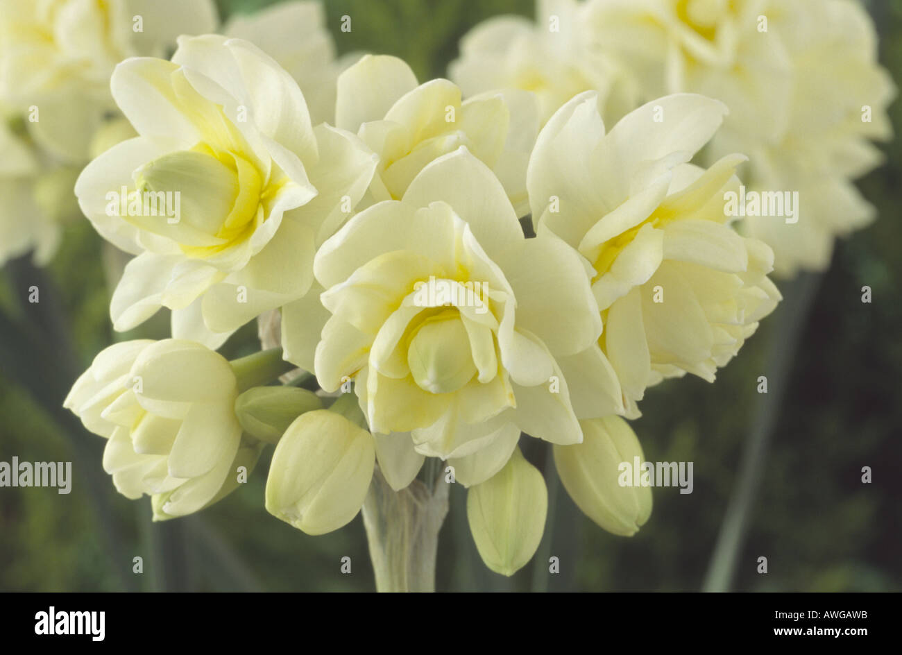 Double Daffodil High Resolution Stock Photography and Images - Alamy