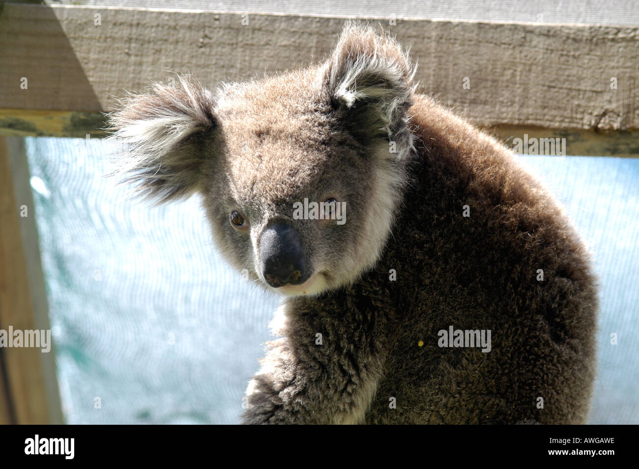Koala australia look into camera hi-res stock photography and images ...
