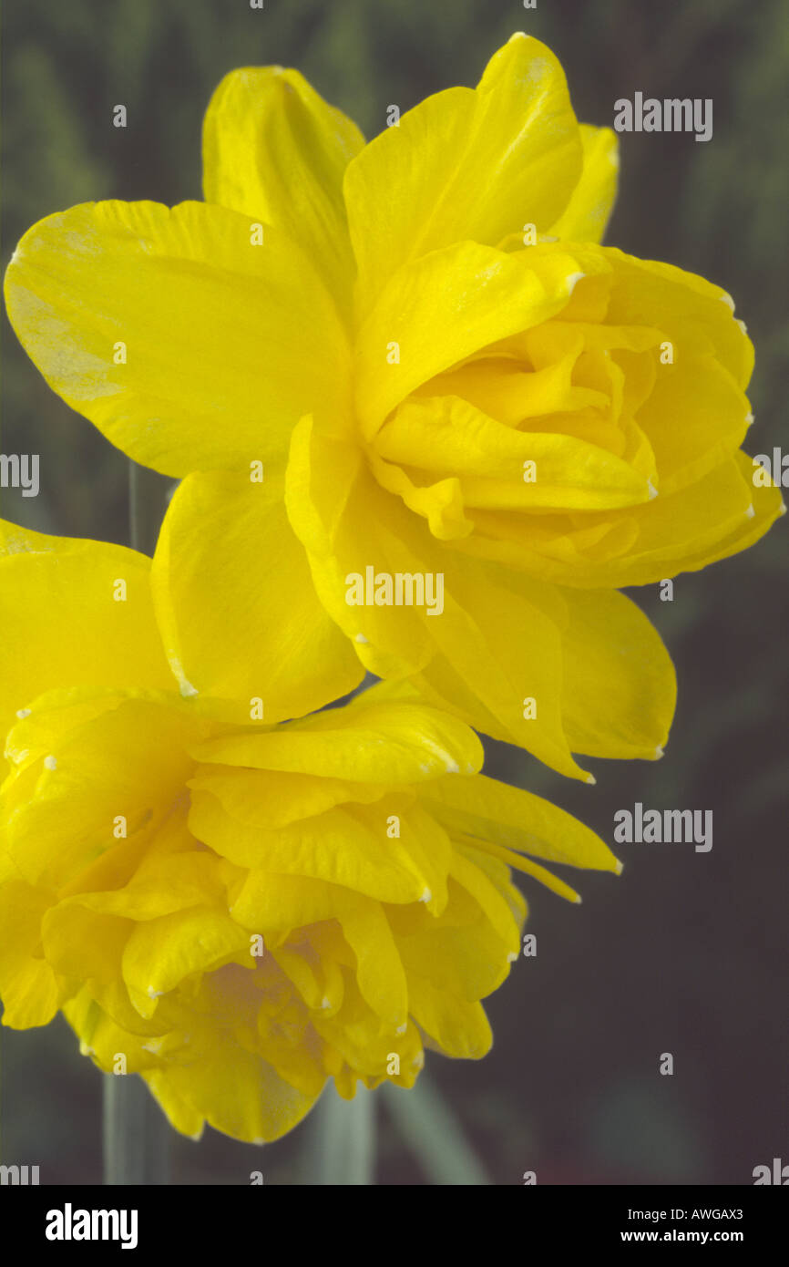 Division 4 double daffodils hi-res stock photography and images - Alamy