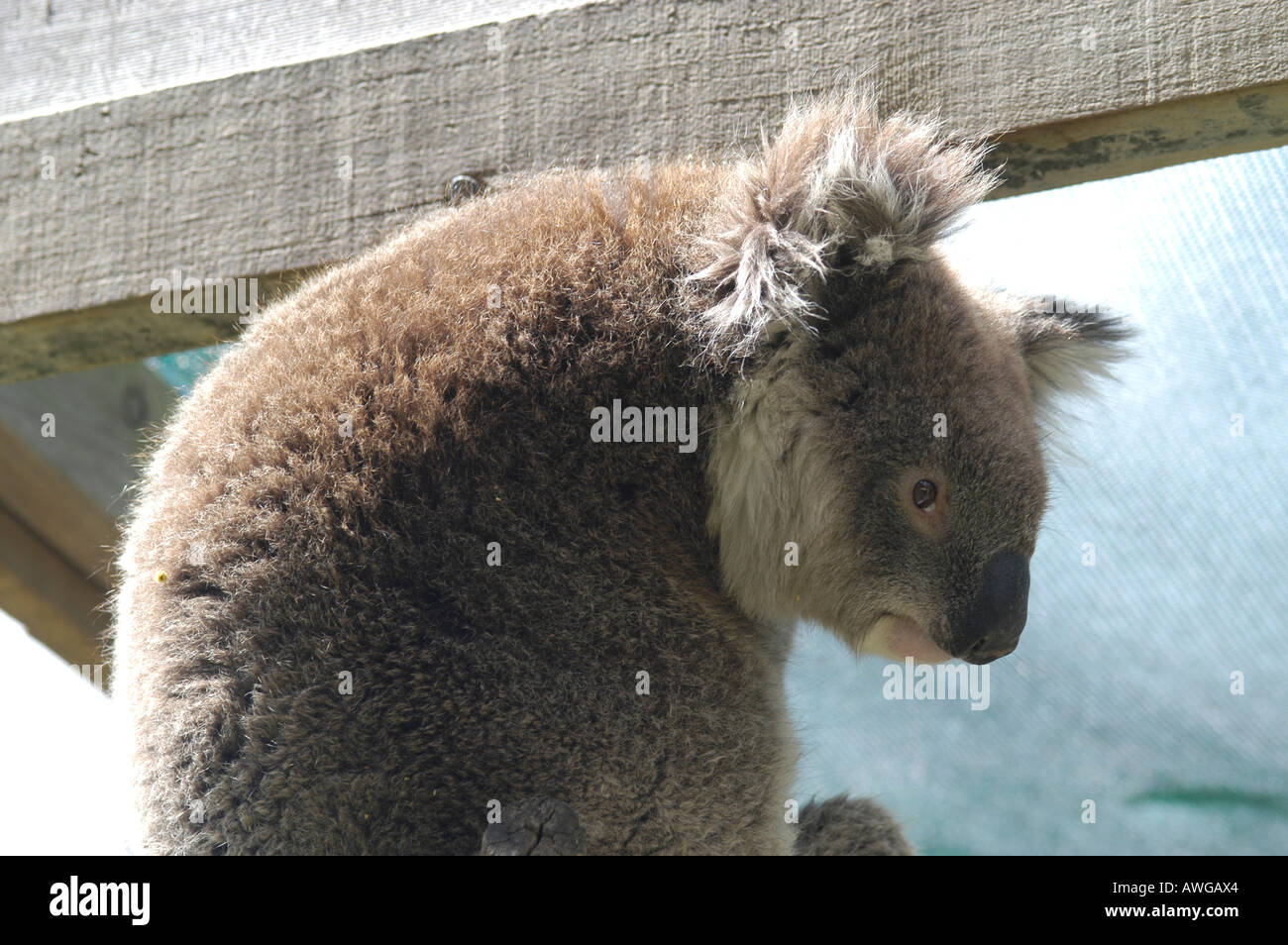 koala looking sideways Stock Photo - Alamy