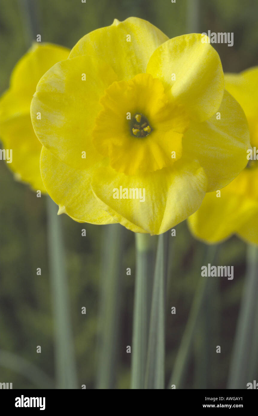 Narcissus 'Sun Disc' AGM Division 7 Jonquilla Daffodil. Close up of ...