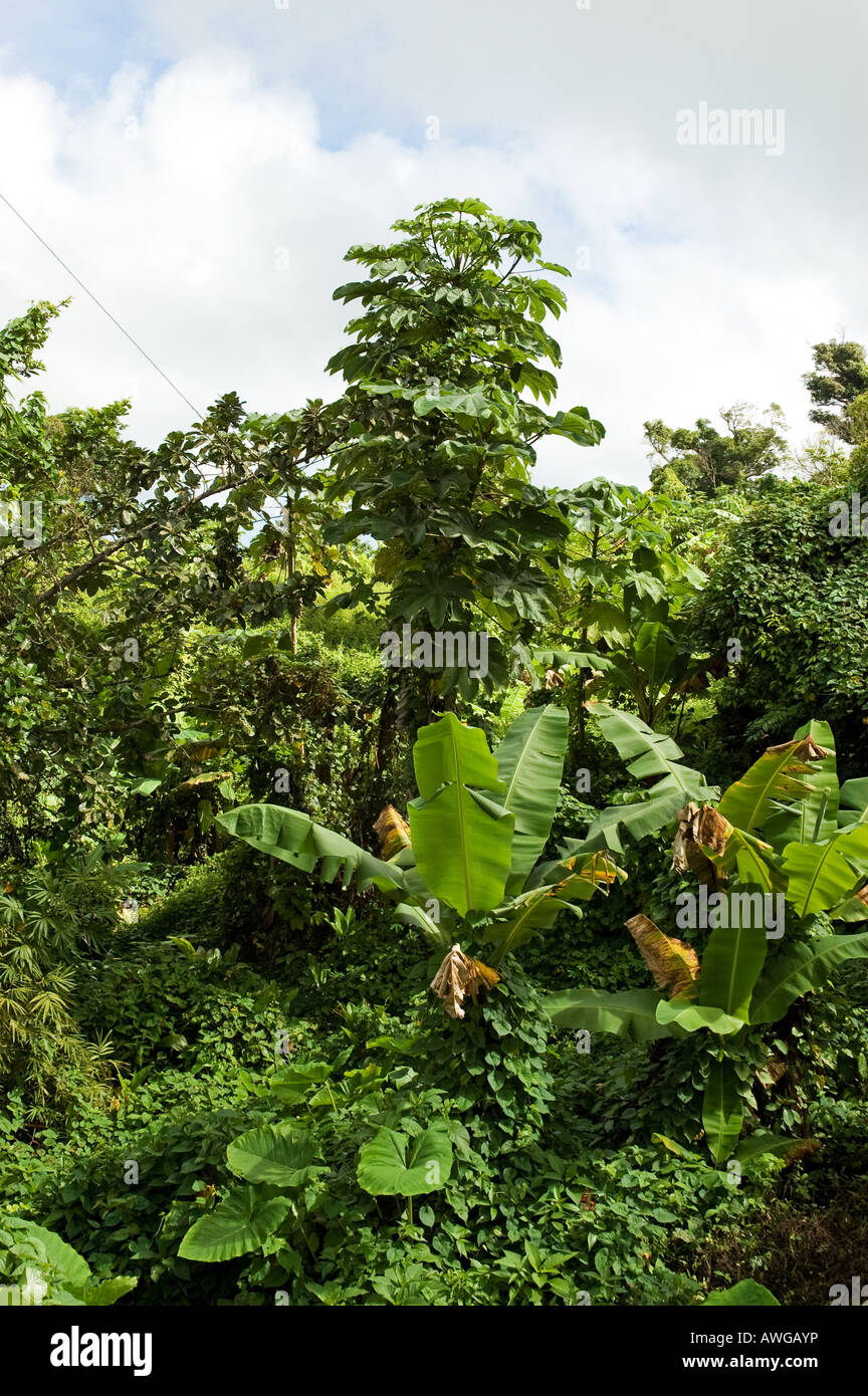 A mixture of densely growing tropical trees in the Rainforest, Grand ...