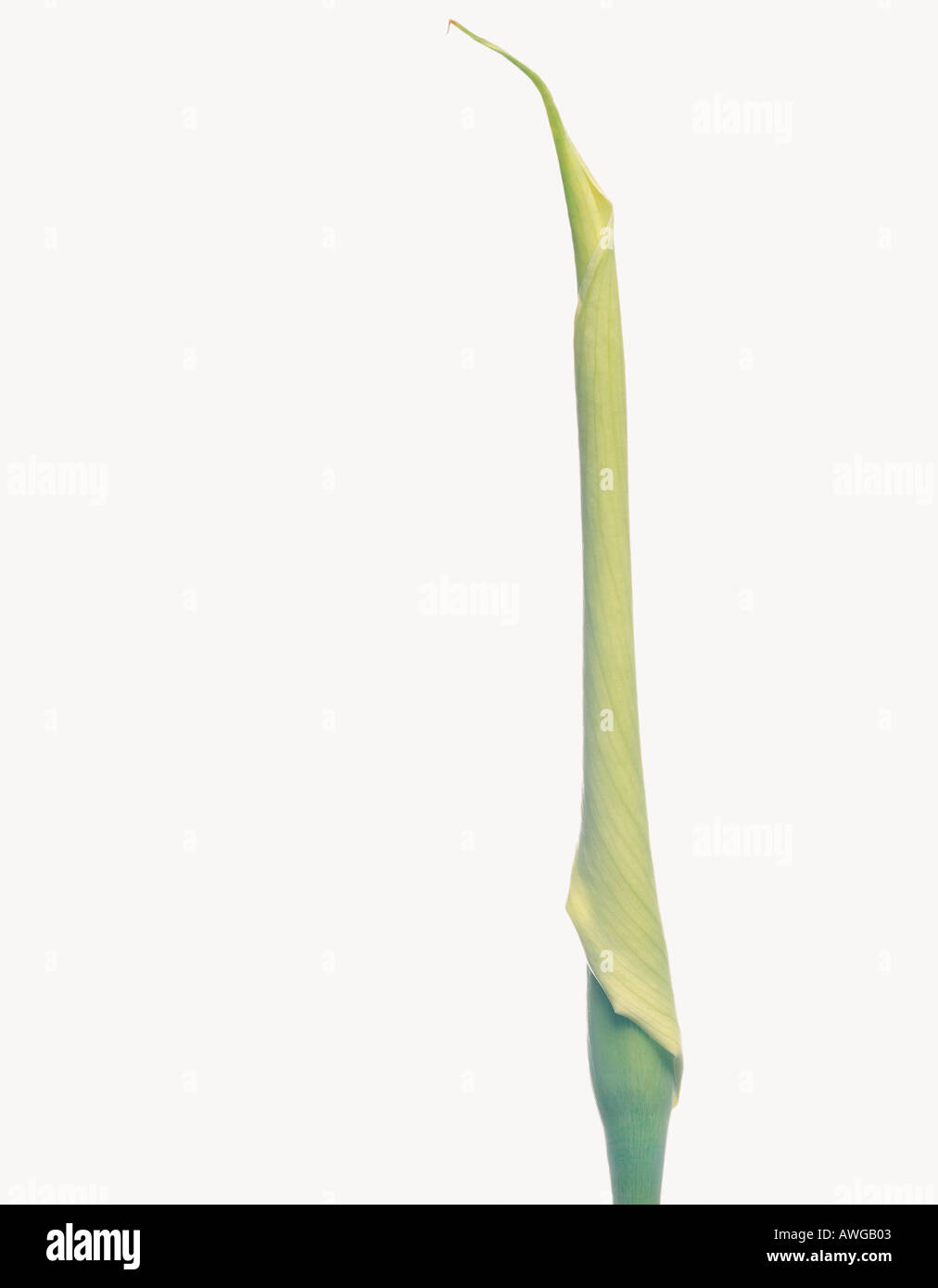 Unopened flower white background Cut Out Stock Images & Pictures - Alamy