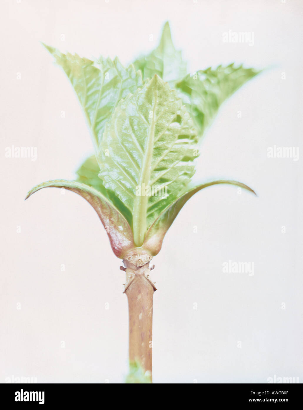 Bud opening new shoot growth hi-res stock photography and images - Alamy