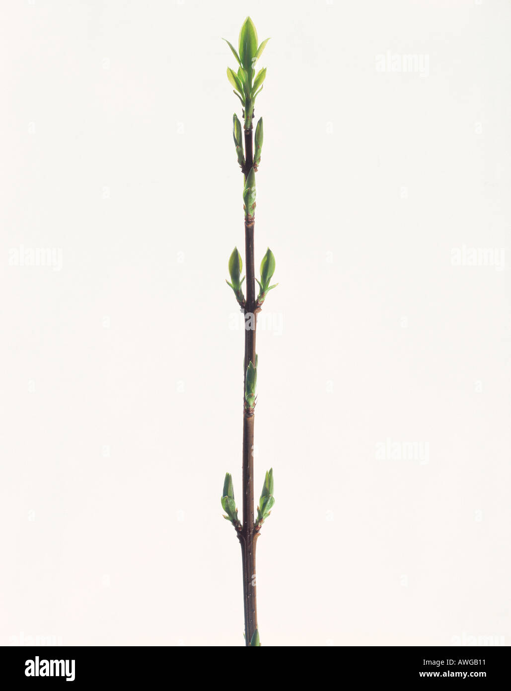 Bud opening new shoot growth hi-res stock photography and images - Alamy