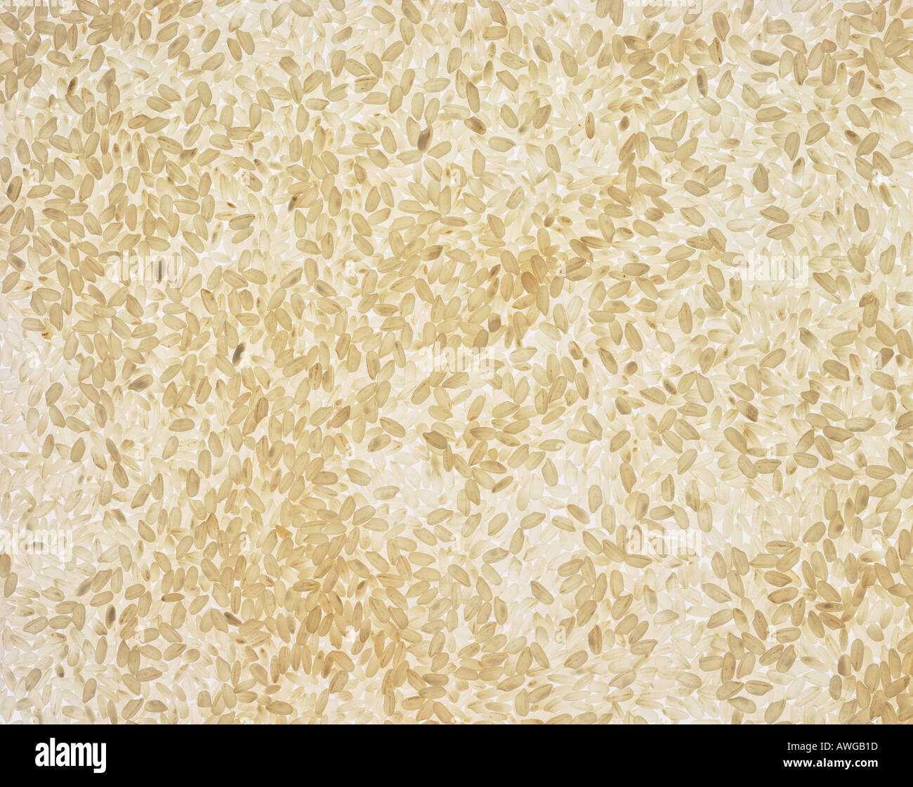 Grains of rice Stock Photo - Alamy