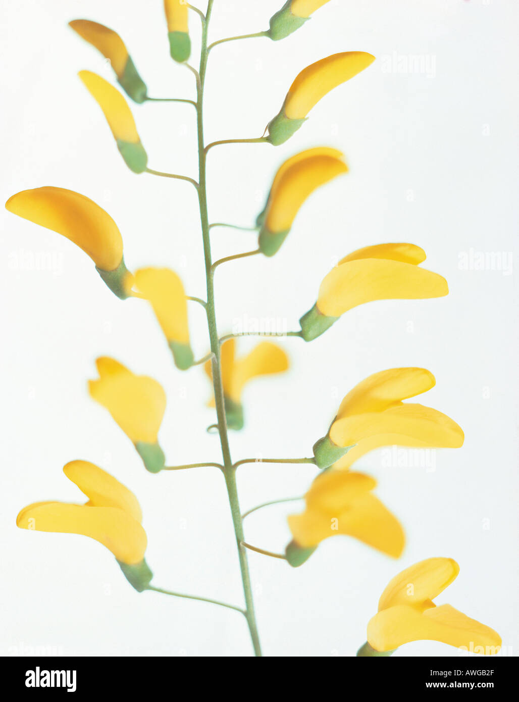 Yellow flowers of a Laburnum Stock Photo - Alamy