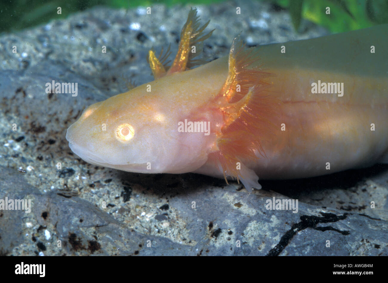 Neotenic hi-res stock photography and images - Alamy