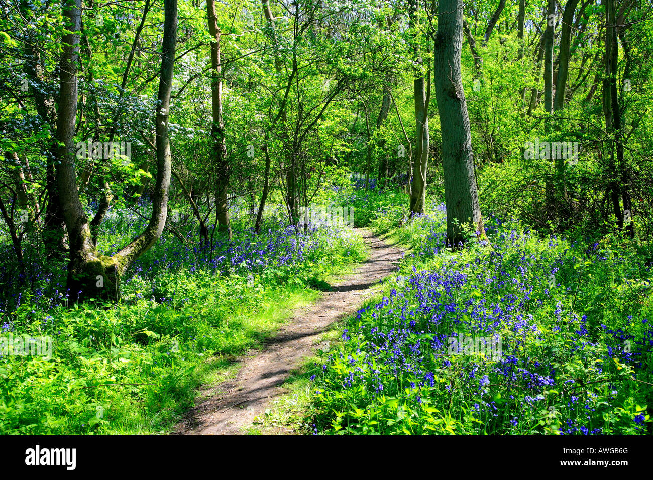 Footpath in Beautiful Spring Green Woodland with flowers either side ...