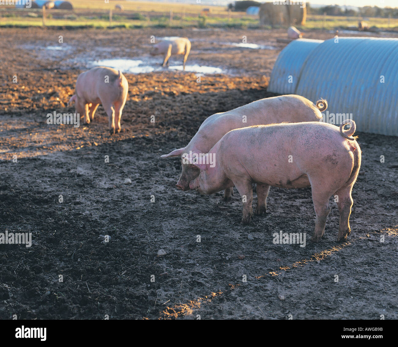 Two pigs on field hi-res stock photography and images - Alamy
