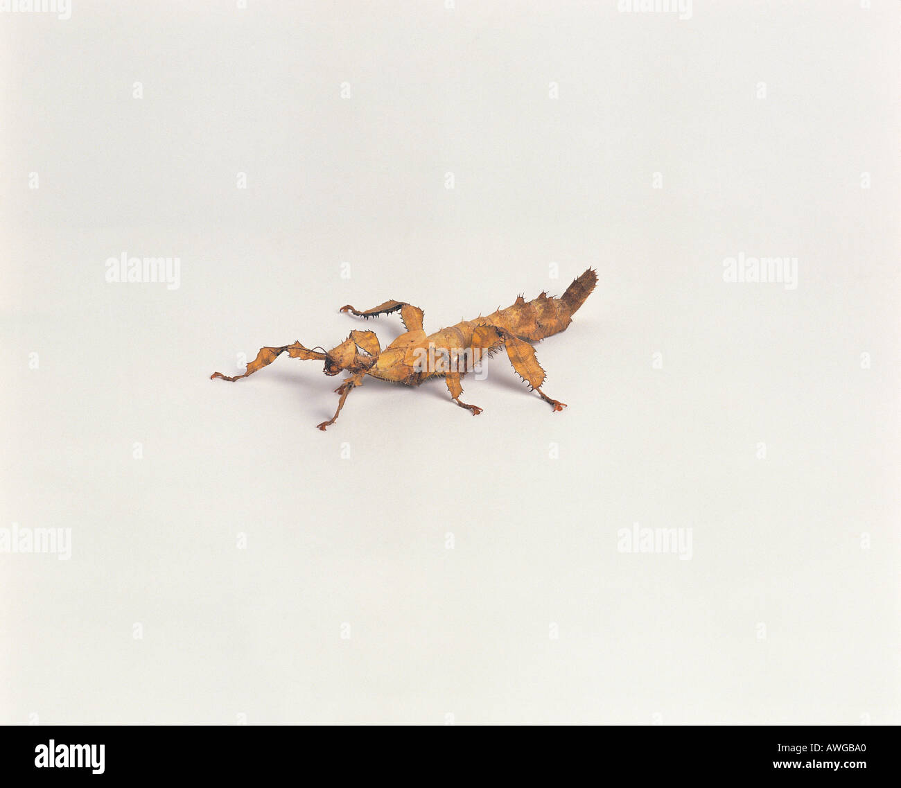 Very Hot Temperature Insect High Resolution Stock Photography and ...