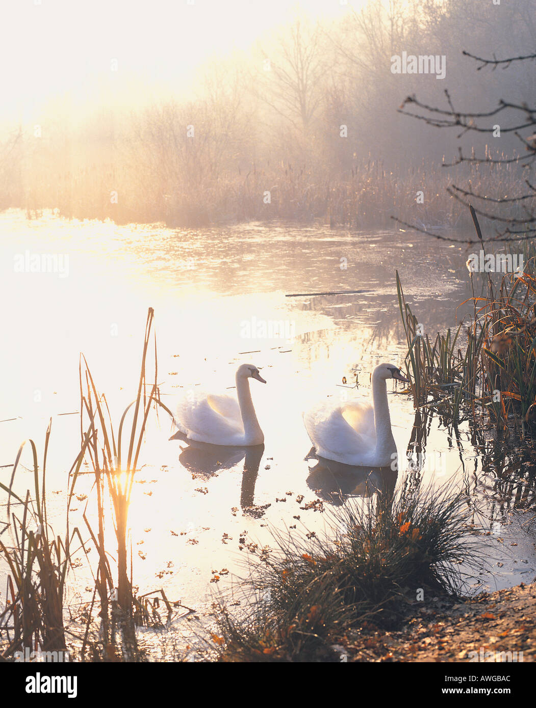 Swans love surrey hi-res stock photography and images - Alamy