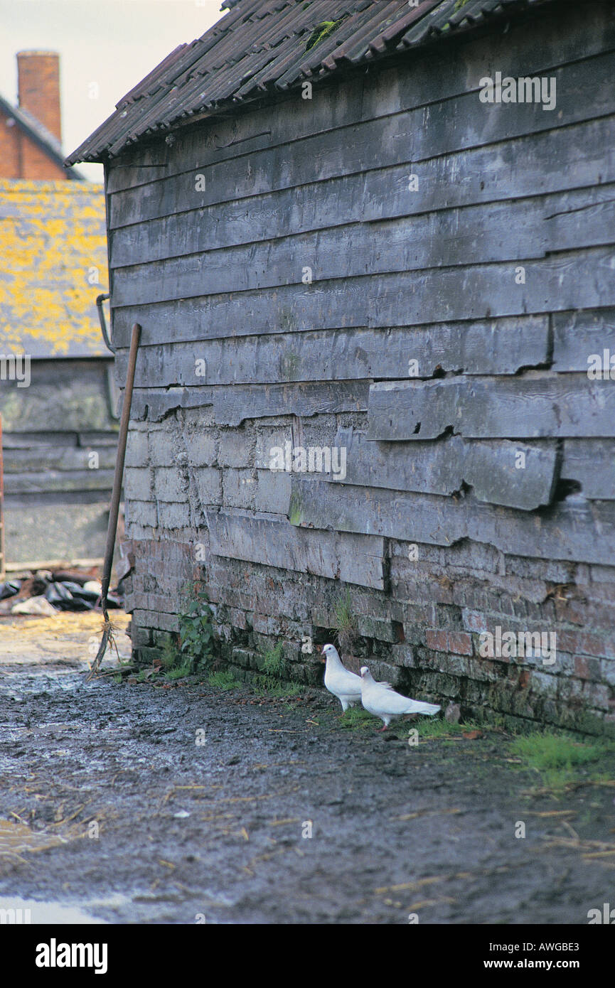 Doves farm hi-res stock photography and images - Alamy