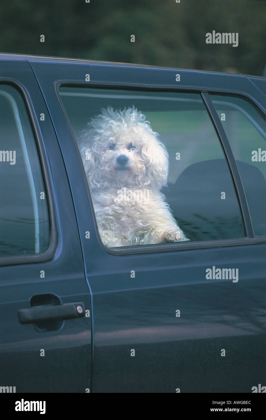A dog in a car looking out of the window window shut Stock Photo - Alamy