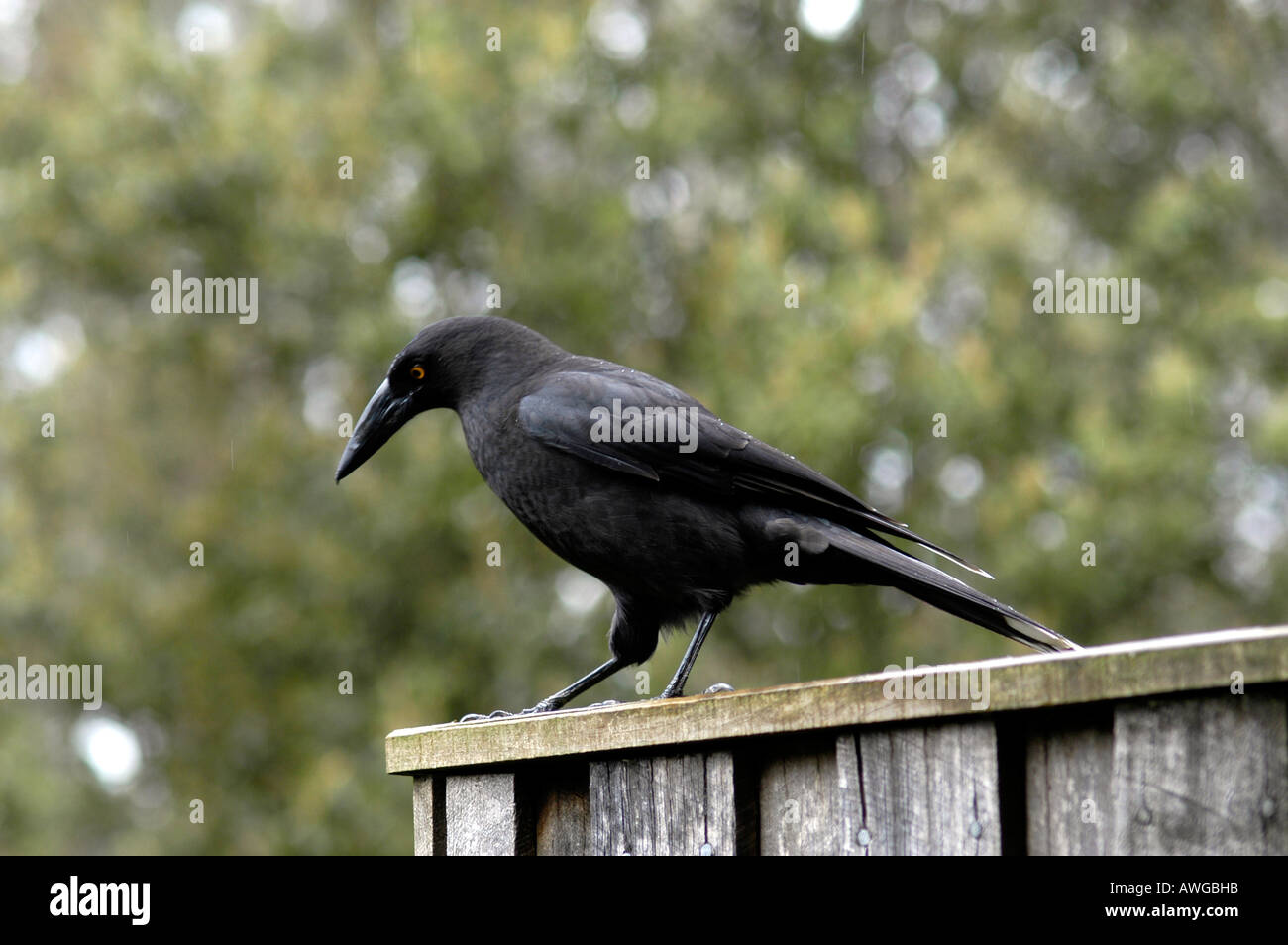 black bird looking down Stock Photo - Alamy