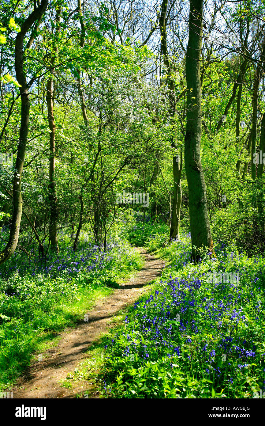Footpath in Beautiful Spring Green Woodland with flowers either side ...