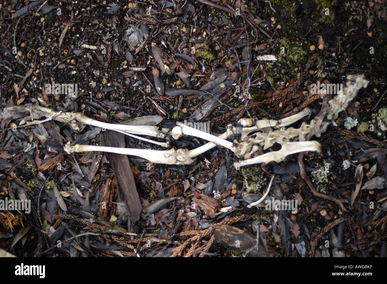 skeleton in the woods Stock Photo - Alamy