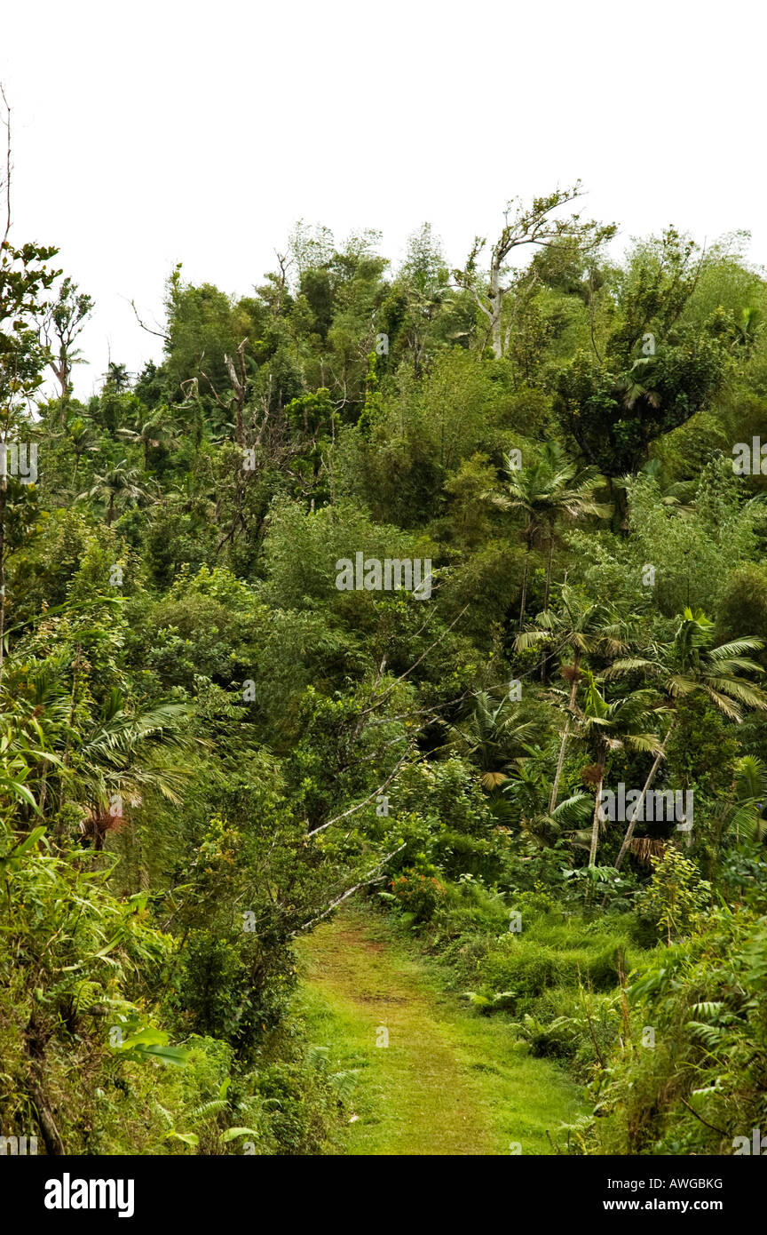 Pathway leading into the Forest, Grand Etang National Park, Grenada ...