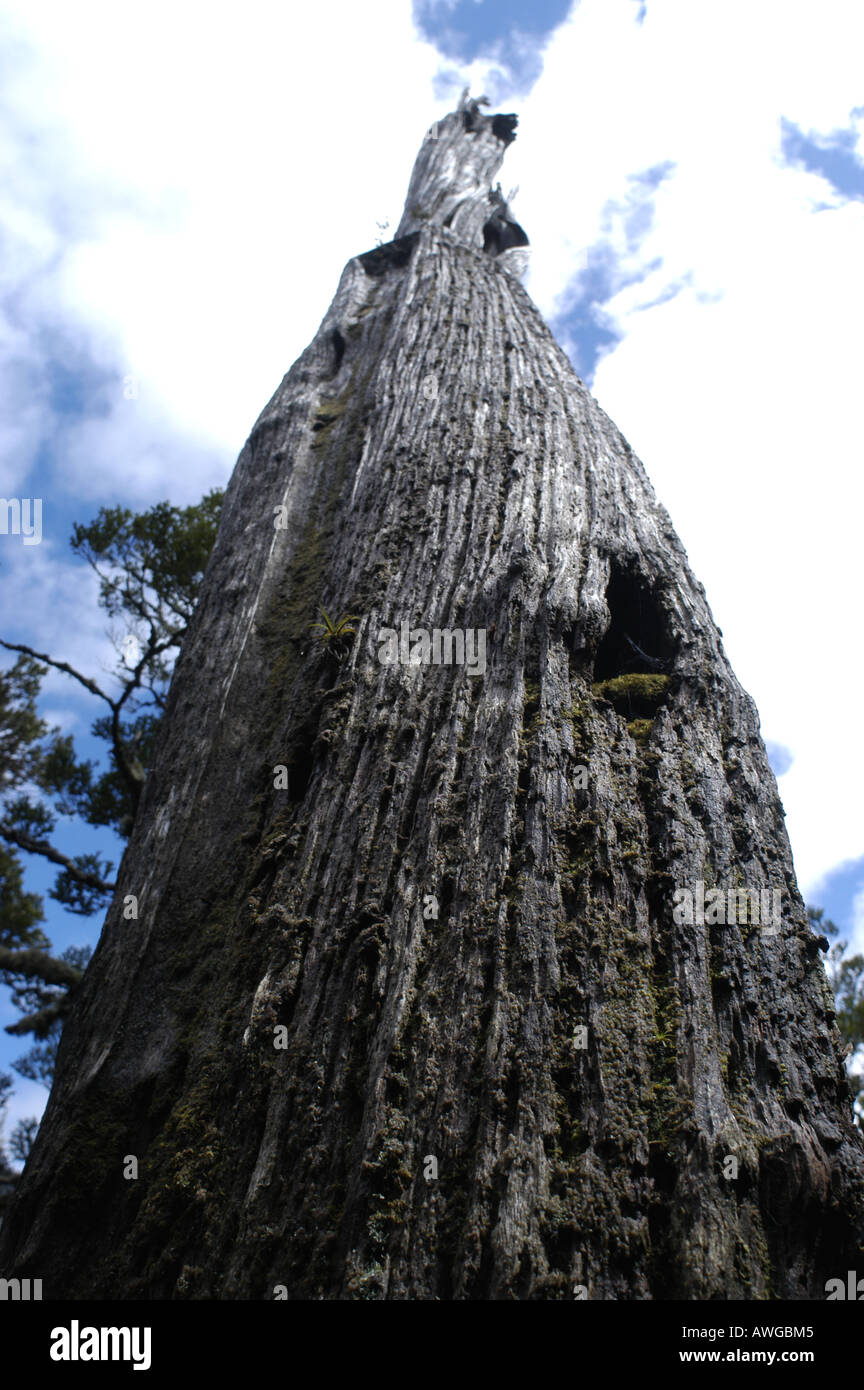 Lichen stand hi-res stock photography and images - Alamy