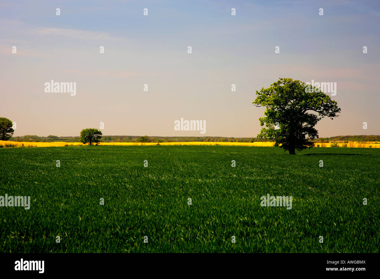 Single tree in a field of barley cambridgeshire england hi-res stock ...