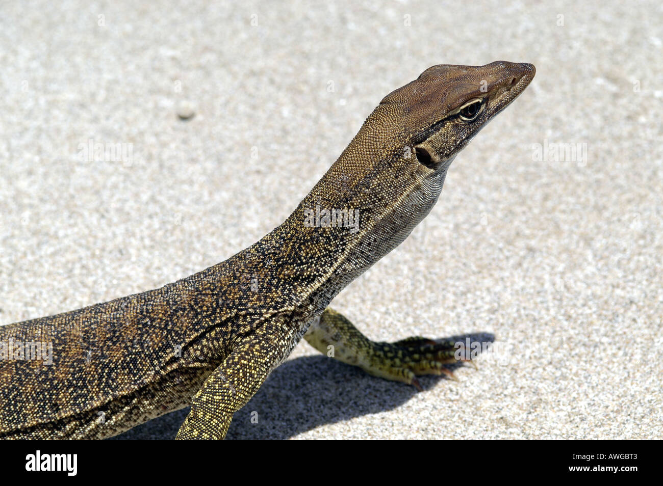 Australia sand monitor lizard hi-res stock photography and images - Alamy