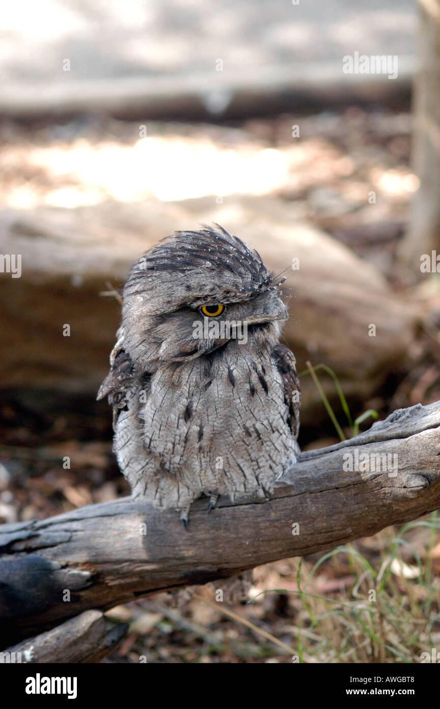 Tawny Frogmaouth (Podargus strigoides) on a branch Stock Photo - Alamy