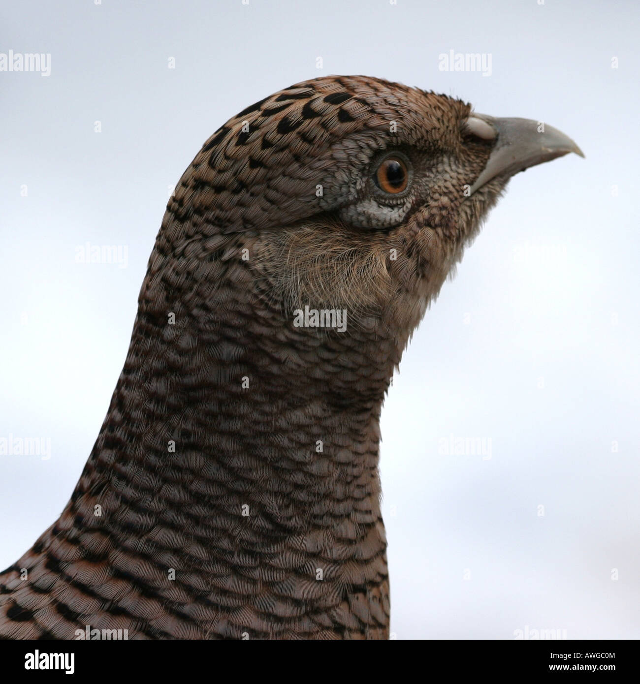 Female pheasant against background of snow Stock Photo - Alamy