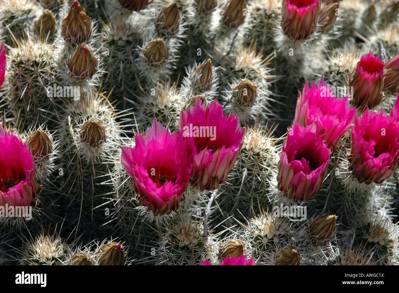 This image of a blooming cholla cactus was captured in Southern Arizona ...