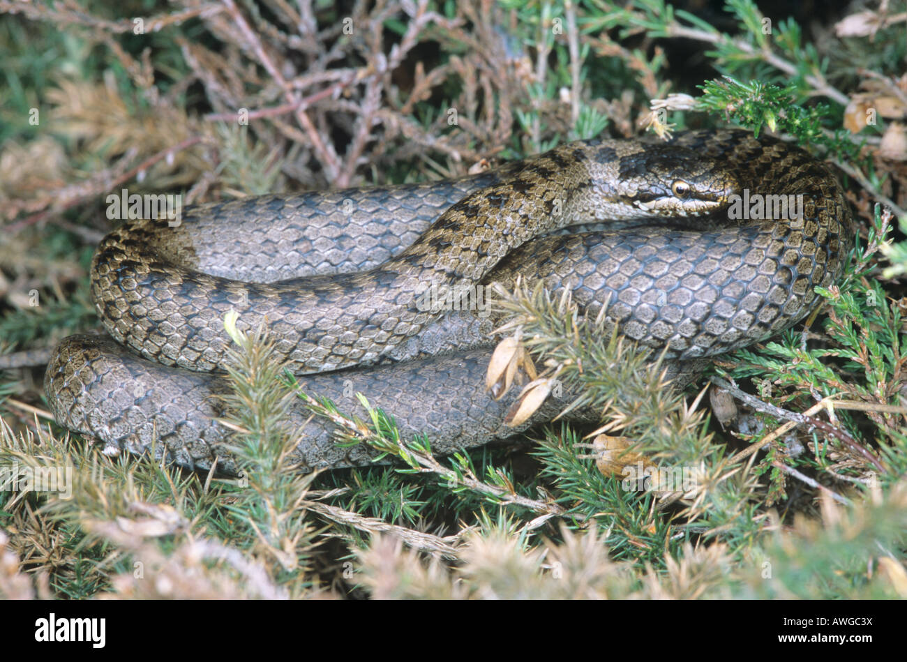 Southern smooth snake hi-res stock photography and images - Alamy