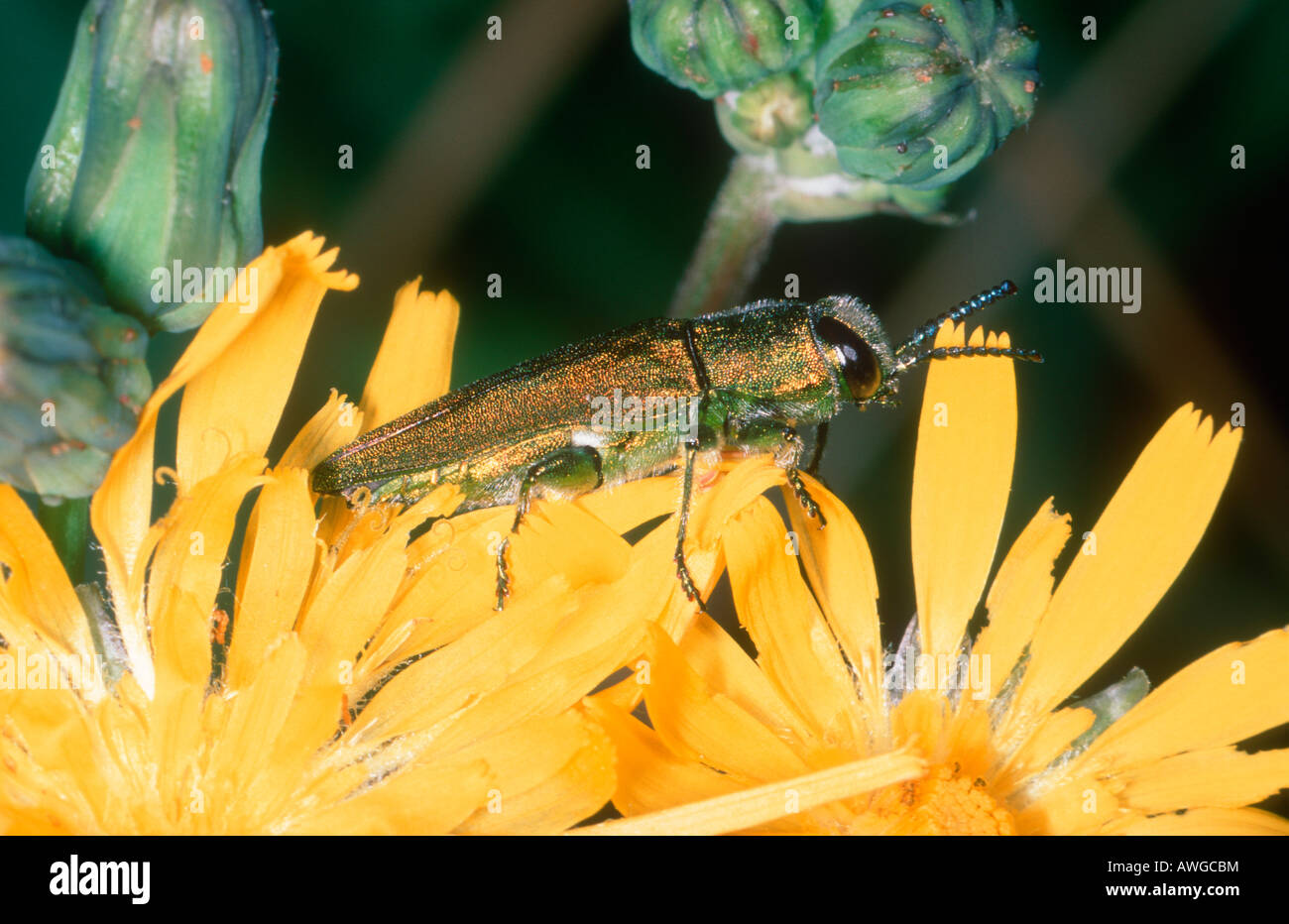 Metallic wood boring beetles hi-res stock photography and images - Alamy