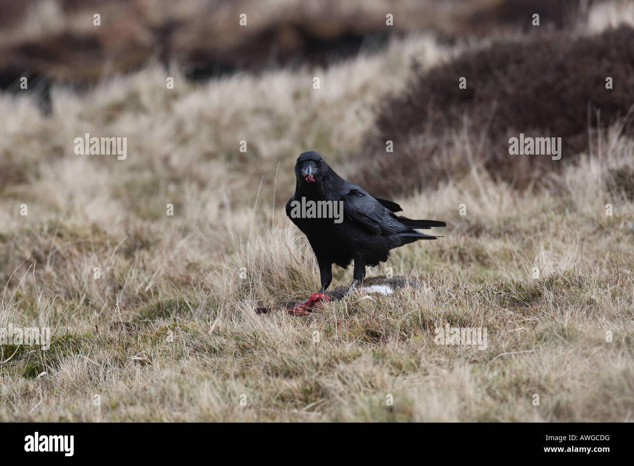 RAVEN CORVUS CORAX EATING RABBIT FRONT VIEW Stock Photo - Alamy