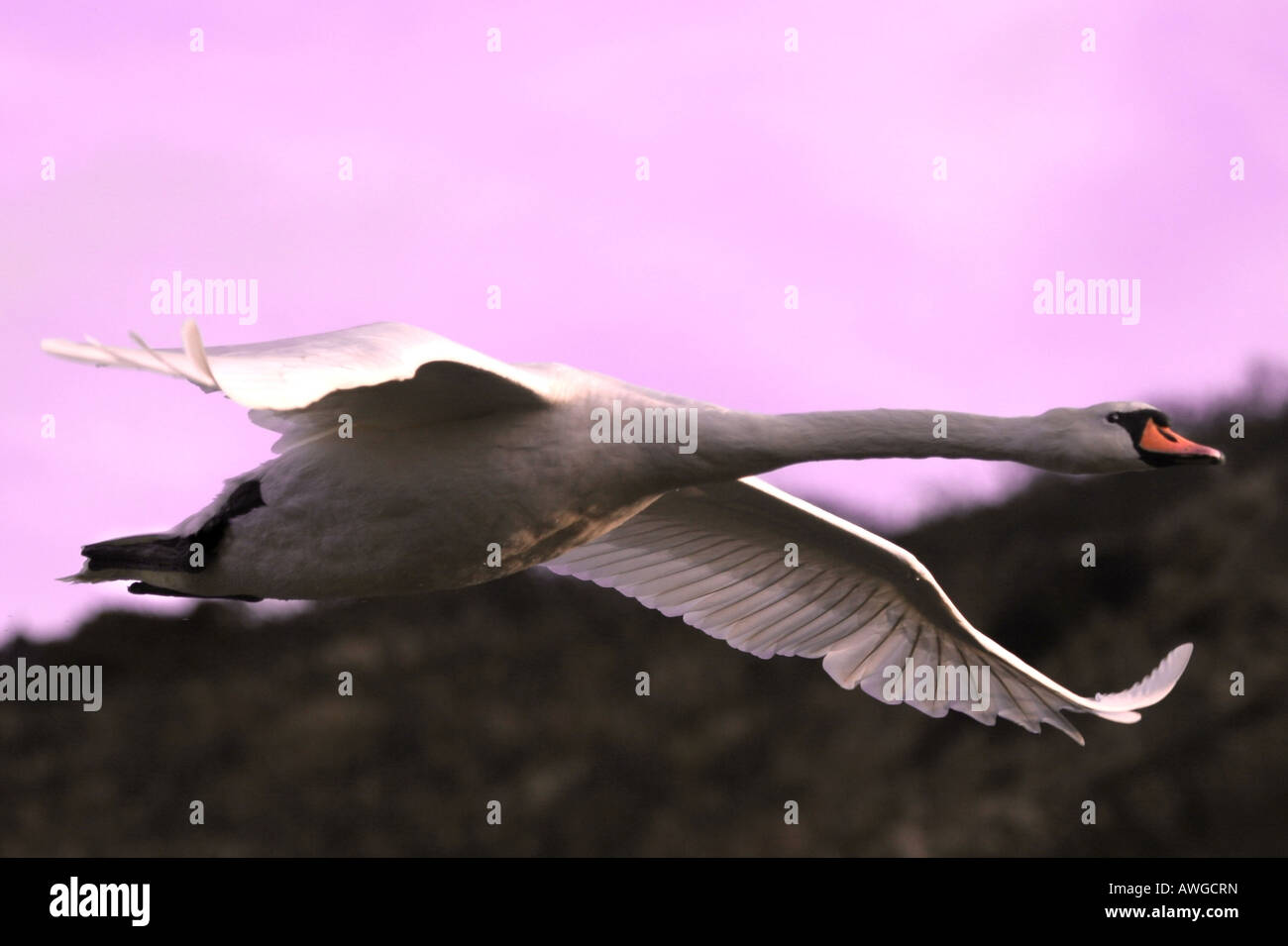 Swan in flight with purple sky Stock Photo - Alamy