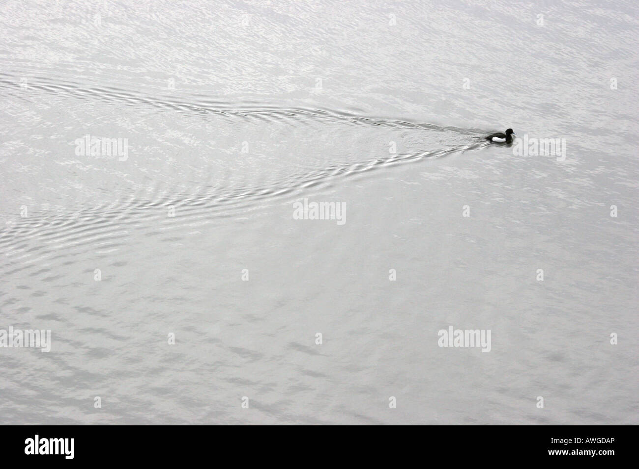 Wake of a Tufted Duck swimming across a lake Stock Photo - Alamy