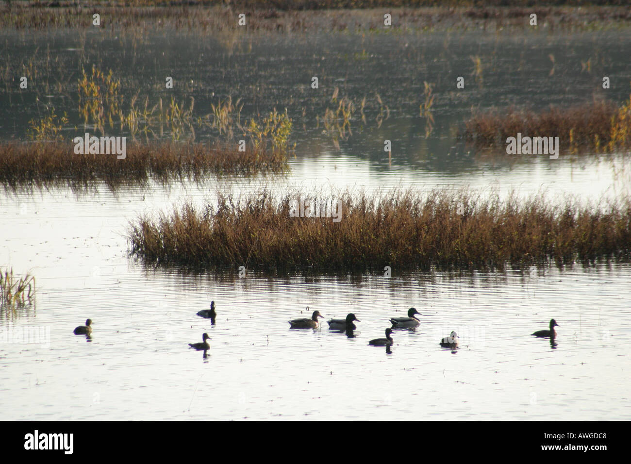 Alabama Morgan County,Decatur,Wheeler National Wildlife Refuge,Flint ...