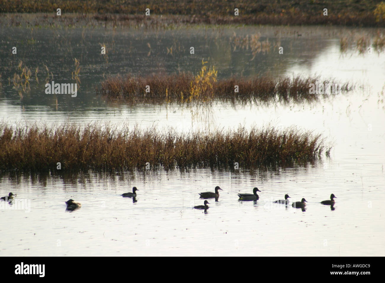 Alabama Morgan County,Decatur,Wheeler National Wildlife Refuge,Flint ...