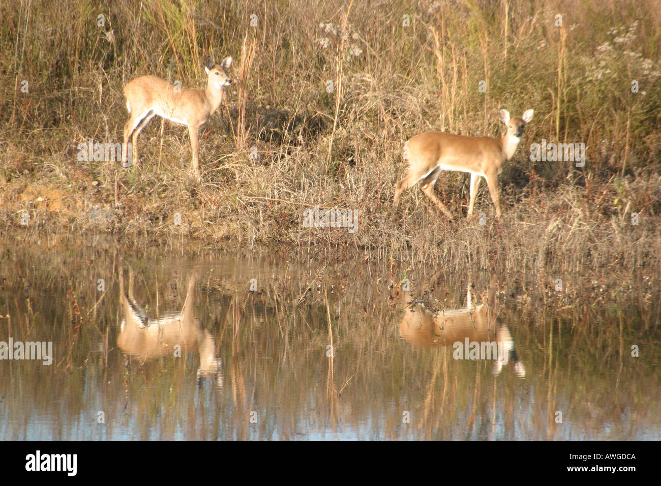 Alabama Morgan County,Decatur,Wheeler National Wildlife Refuge,Flint ...