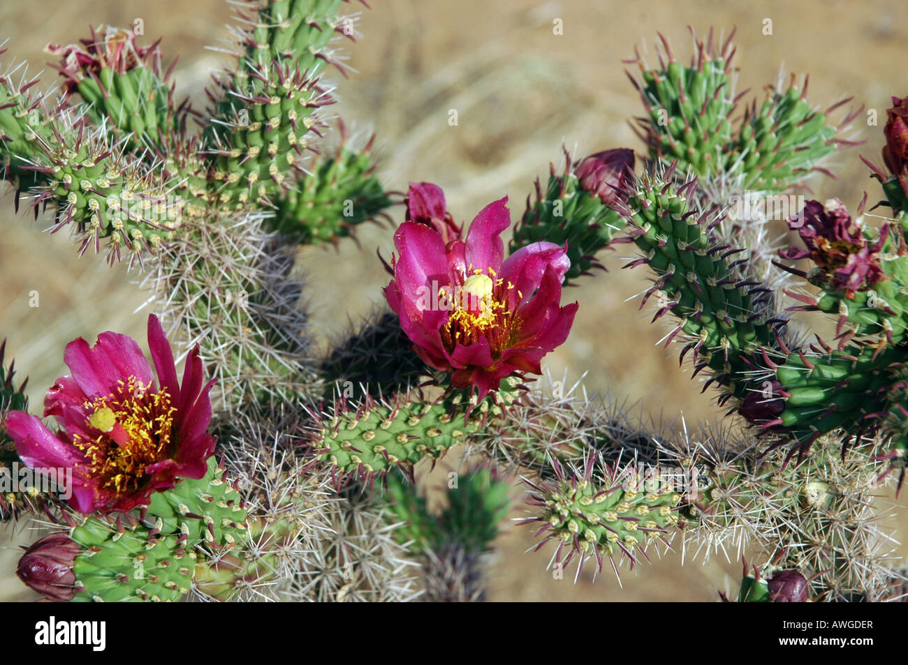 This image of a blooming cholla cactus was captured in Southern Arizona ...
