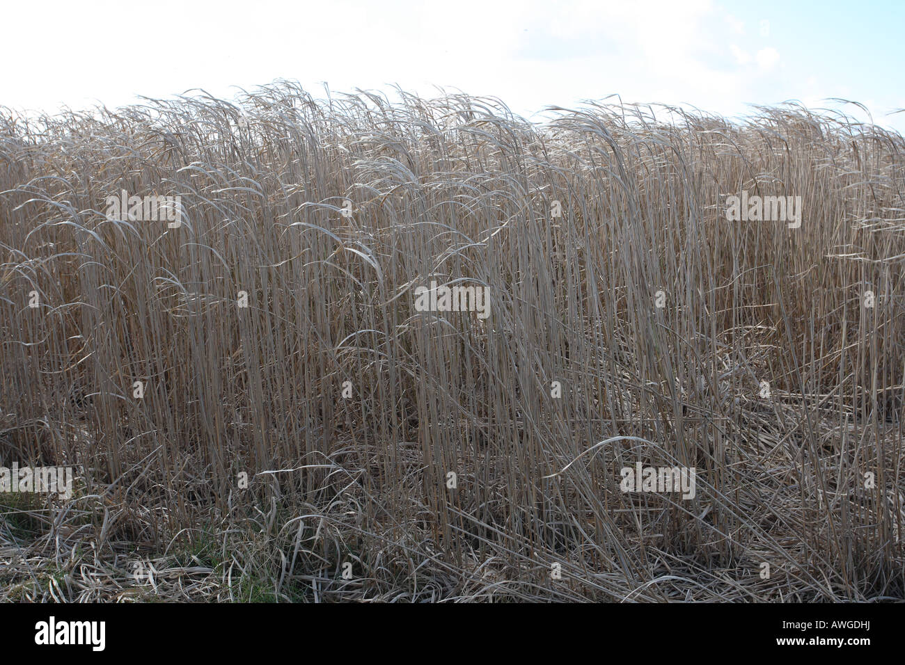 MISCANTHUS GRASS GROWN COMMERCIALLY FOR FUEL Stock Photo - Alamy