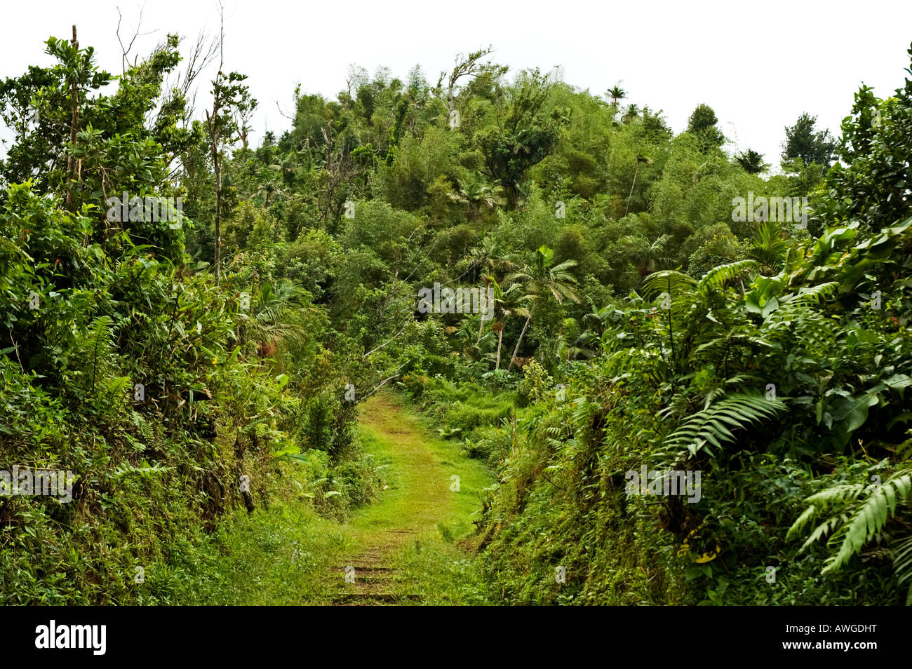Pathway leading into the Forest, Grand Etang National Park, Grenada ...