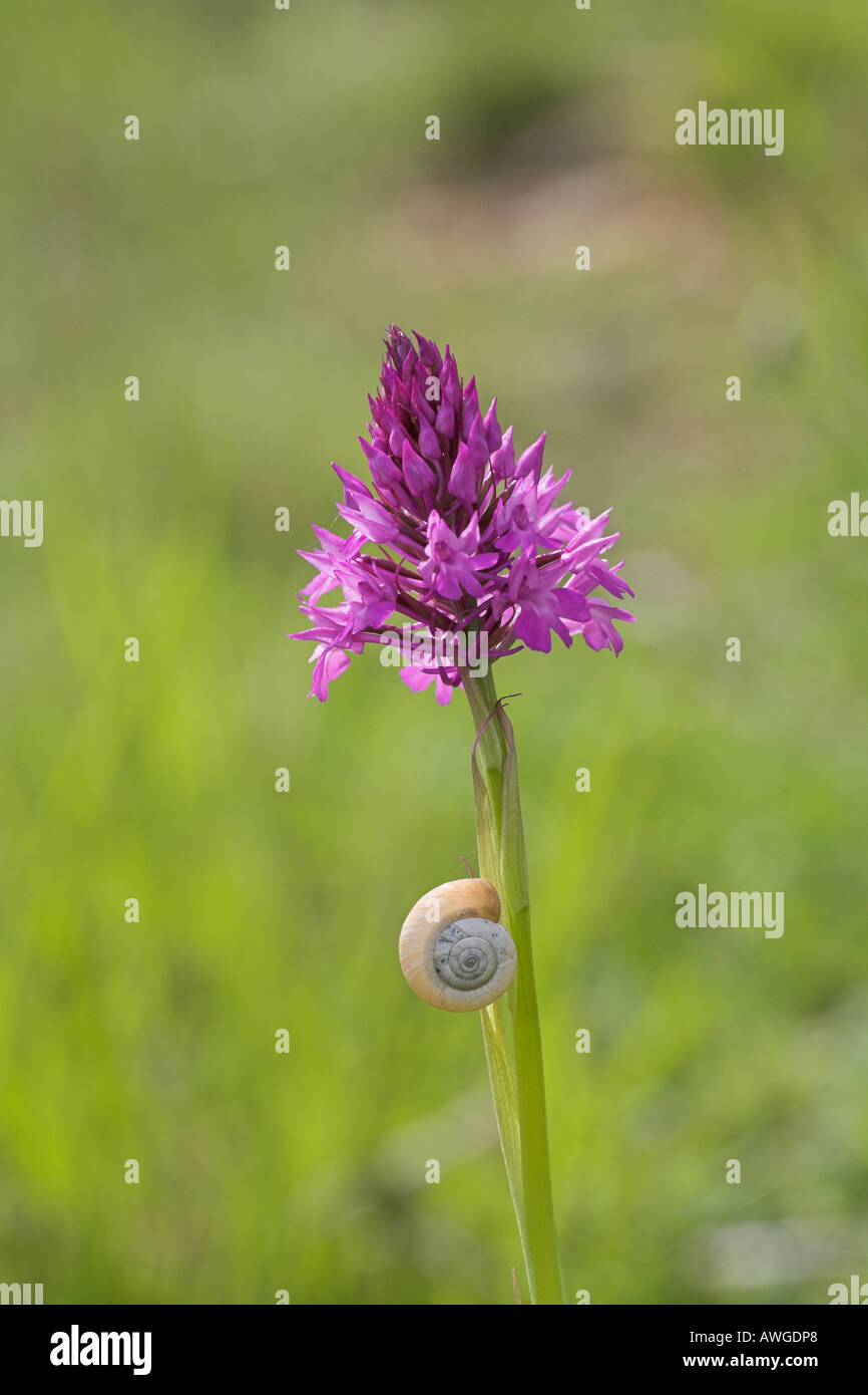 Snail species on Pyramidal orchid Anacamptis pyramidalis on chalk ...