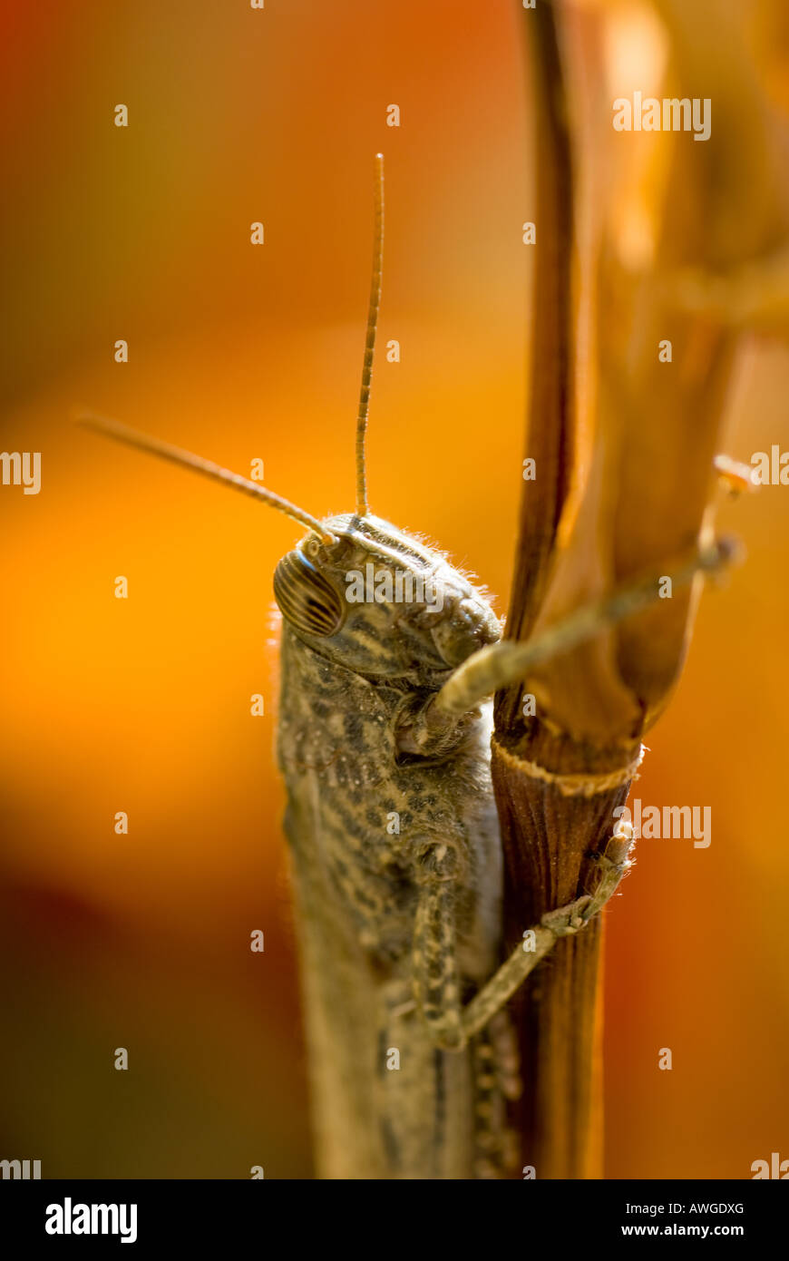 Grashopper hi-res stock photography and images - Alamy